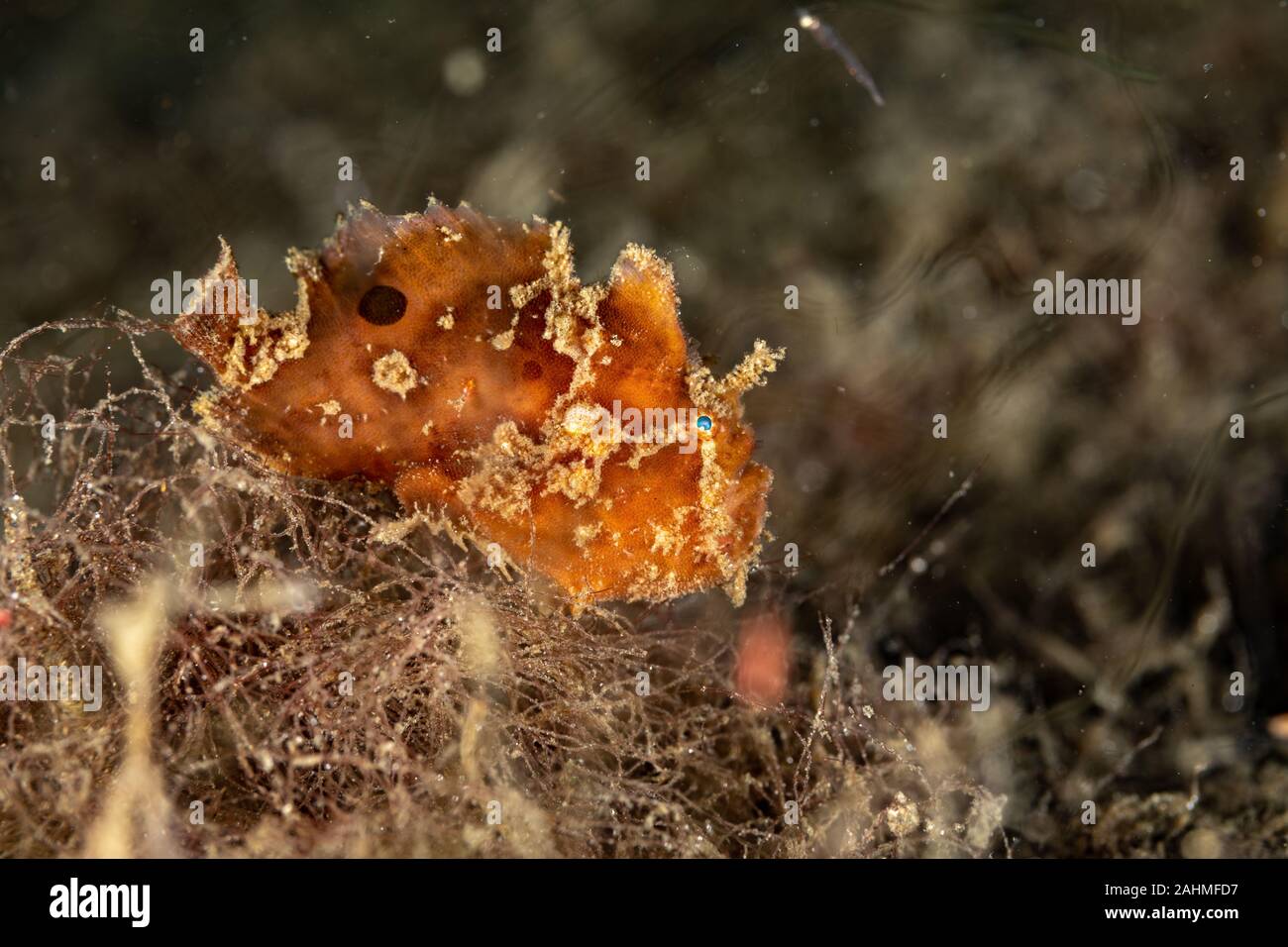 Frogfishes are any member of the anglerfish family Antennariidae, of ...
