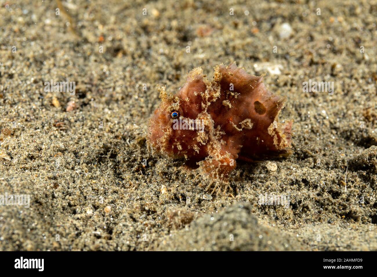 Frogfishes are any member of the anglerfish family Antennariidae, of ...