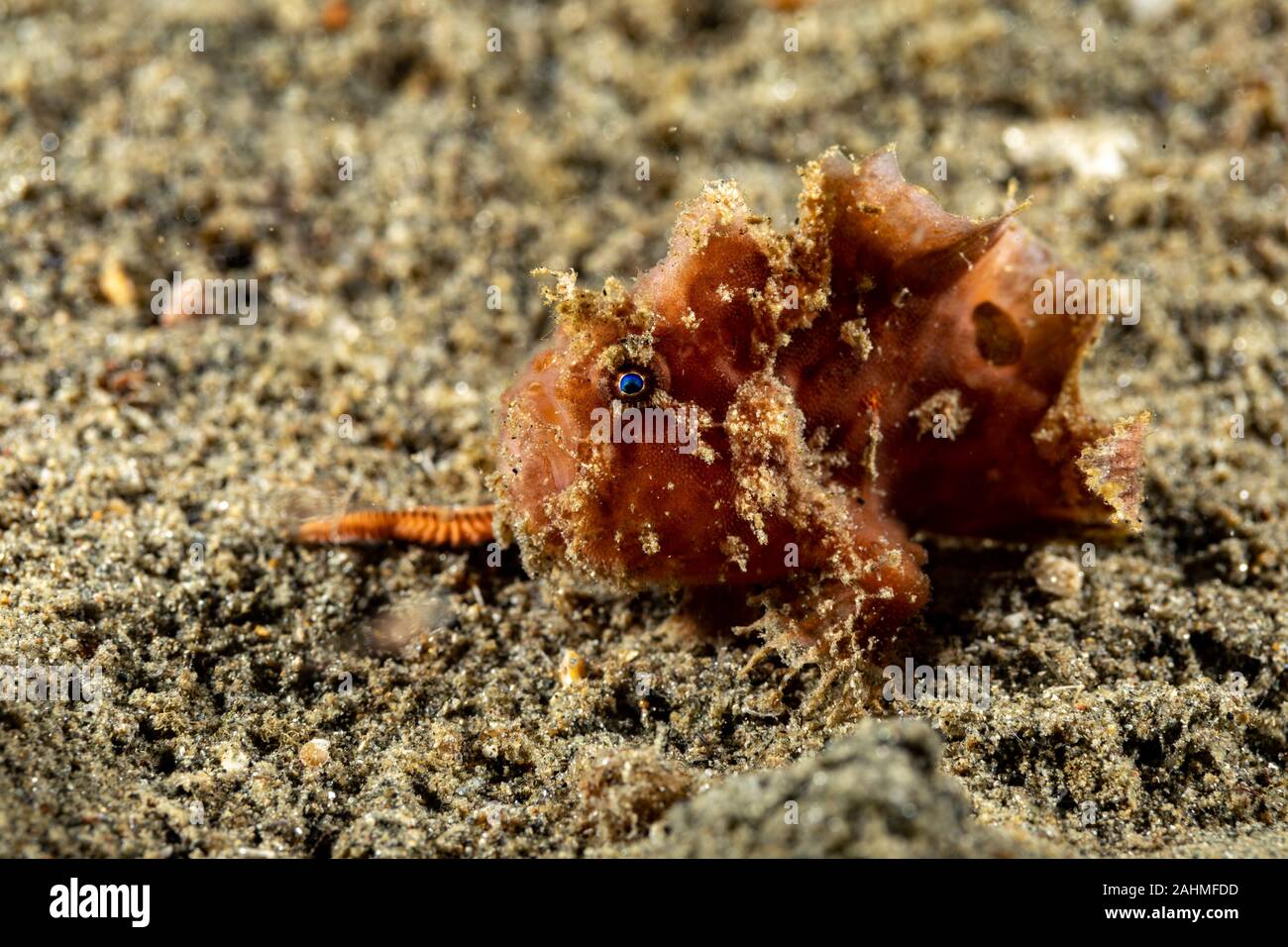 Order of lophiiformes hi-res stock photography and images - Alamy