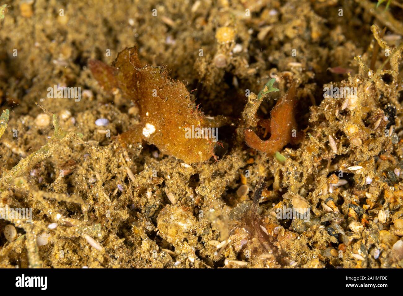 Frogfishes are any member of the anglerfish family Antennariidae, of ...