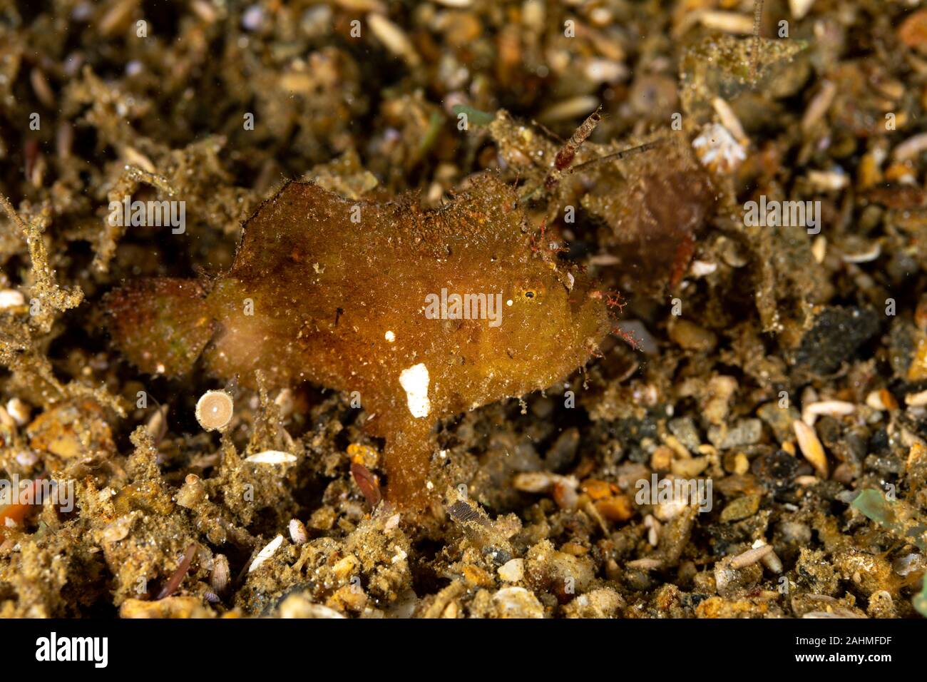 Frogfishes are any member of the anglerfish family Antennariidae, of ...