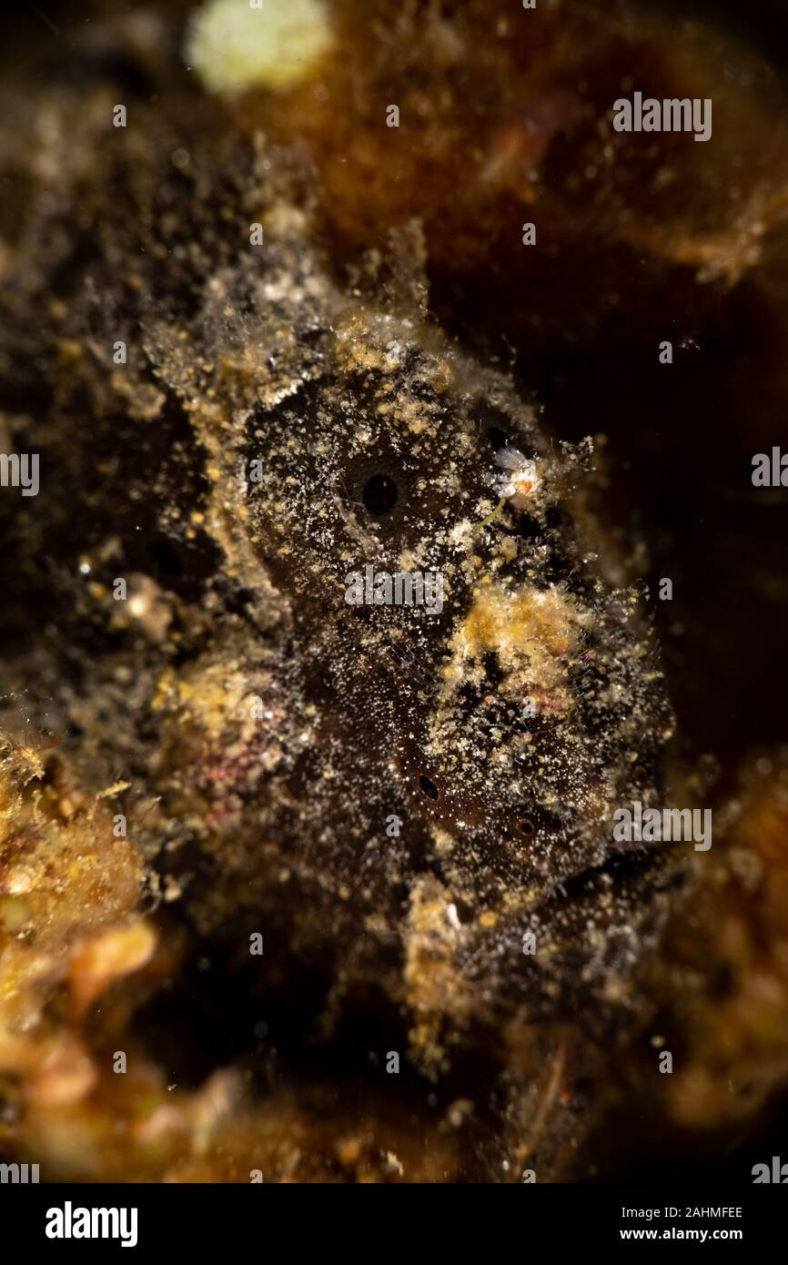 Order of lophiiformes hi-res stock photography and images - Alamy