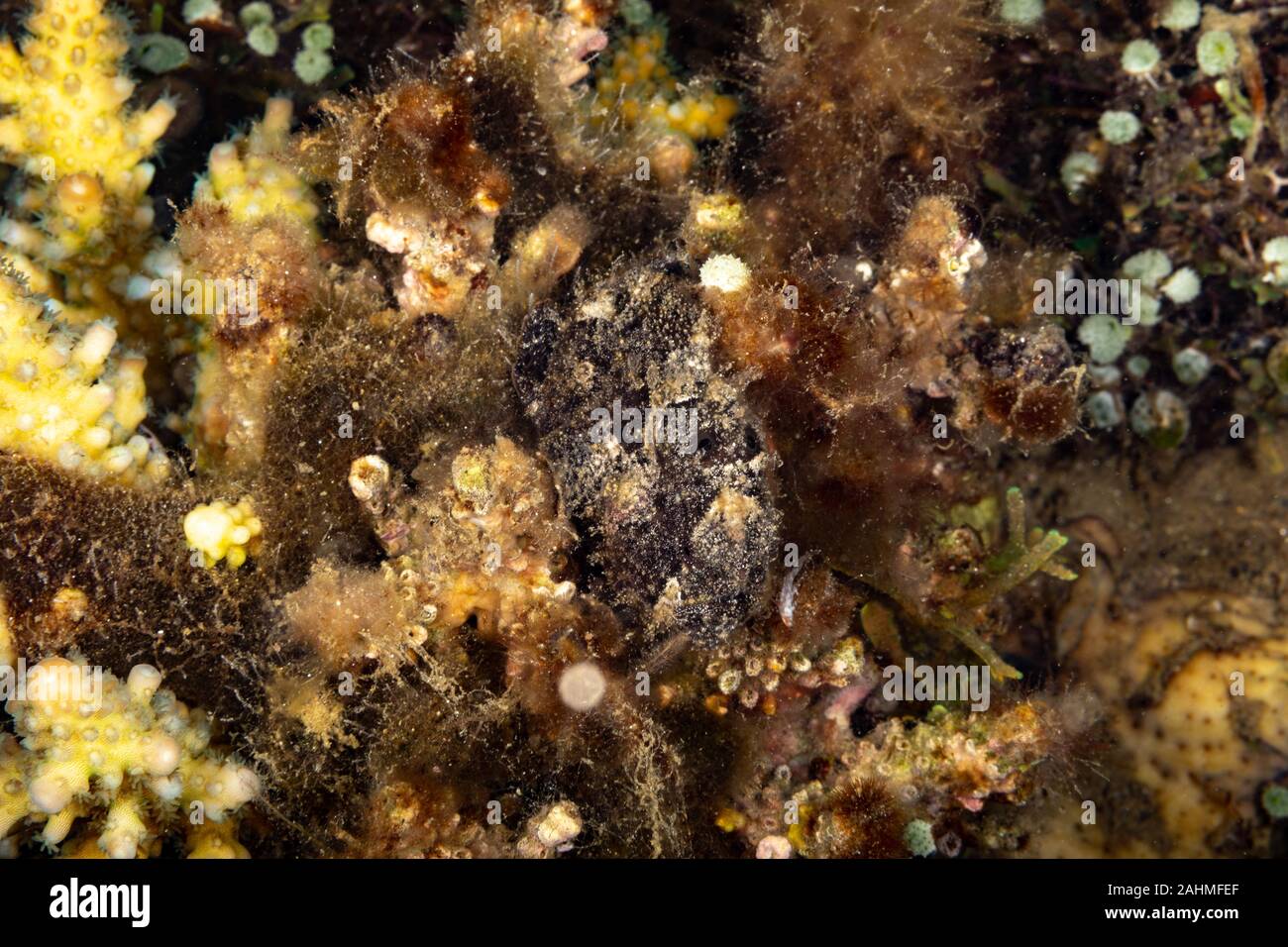 Frogfishes are any member of the anglerfish family Antennariidae, of ...