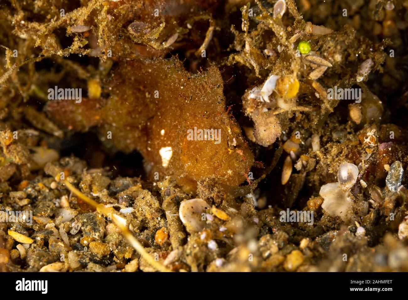 Order of lophiiformes hi-res stock photography and images - Alamy