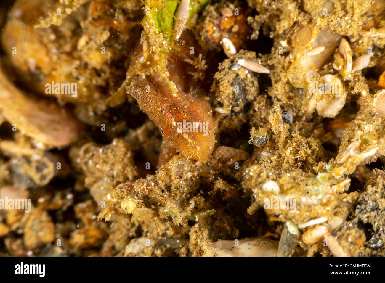 Order of lophiiformes hi-res stock photography and images - Alamy