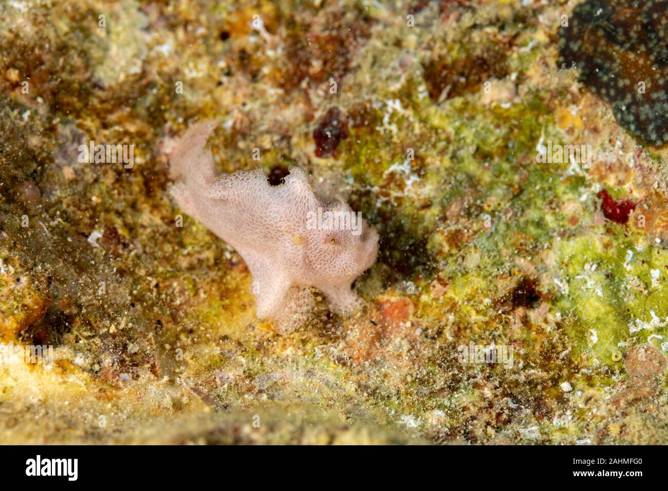 Order of lophiiformes hi-res stock photography and images - Alamy