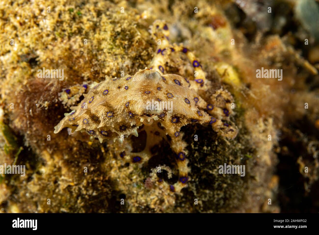 Greater blue-ringed octopus, Hapalochlaena lunulata is one of four ...