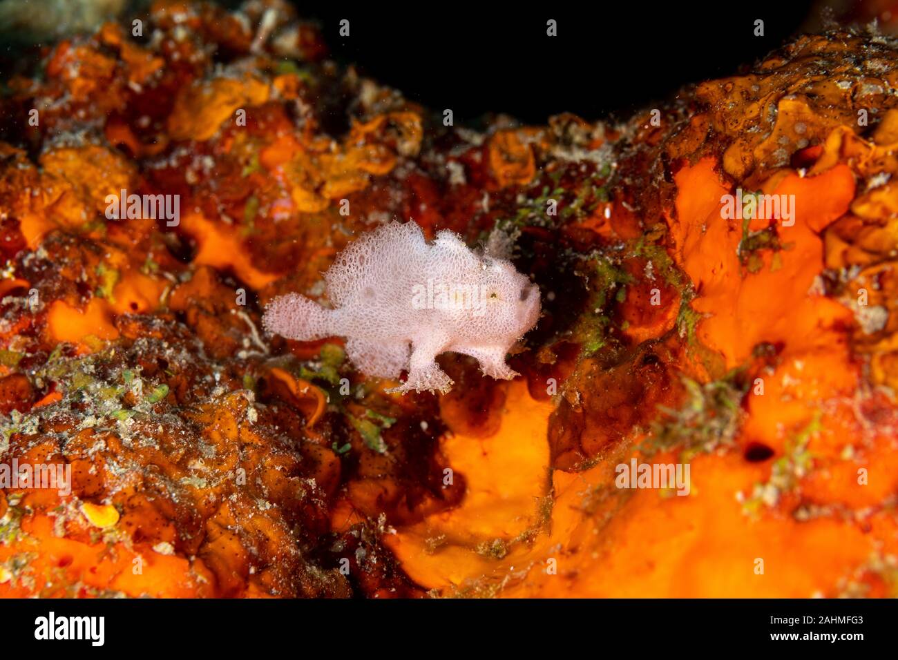 Frogfishes are any member of the anglerfish family Antennariidae, of ...