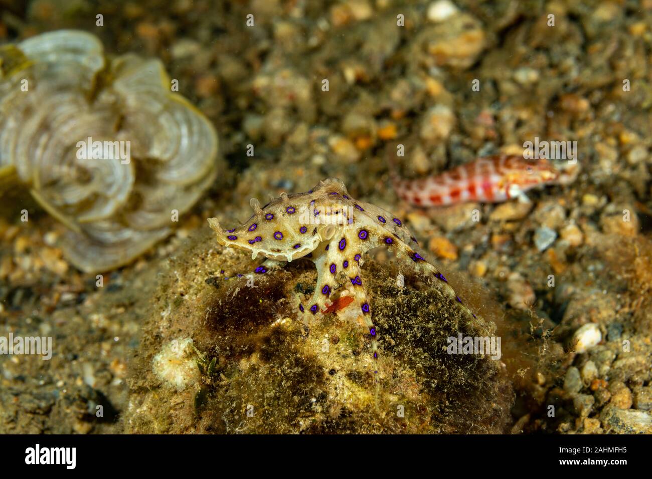 Greater blue-ringed octopus, Hapalochlaena lunulata is one of four ...