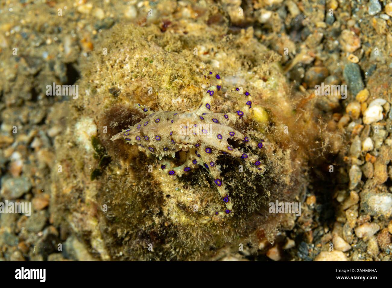 Greater blue-ringed octopus, Hapalochlaena lunulata is one of four ...