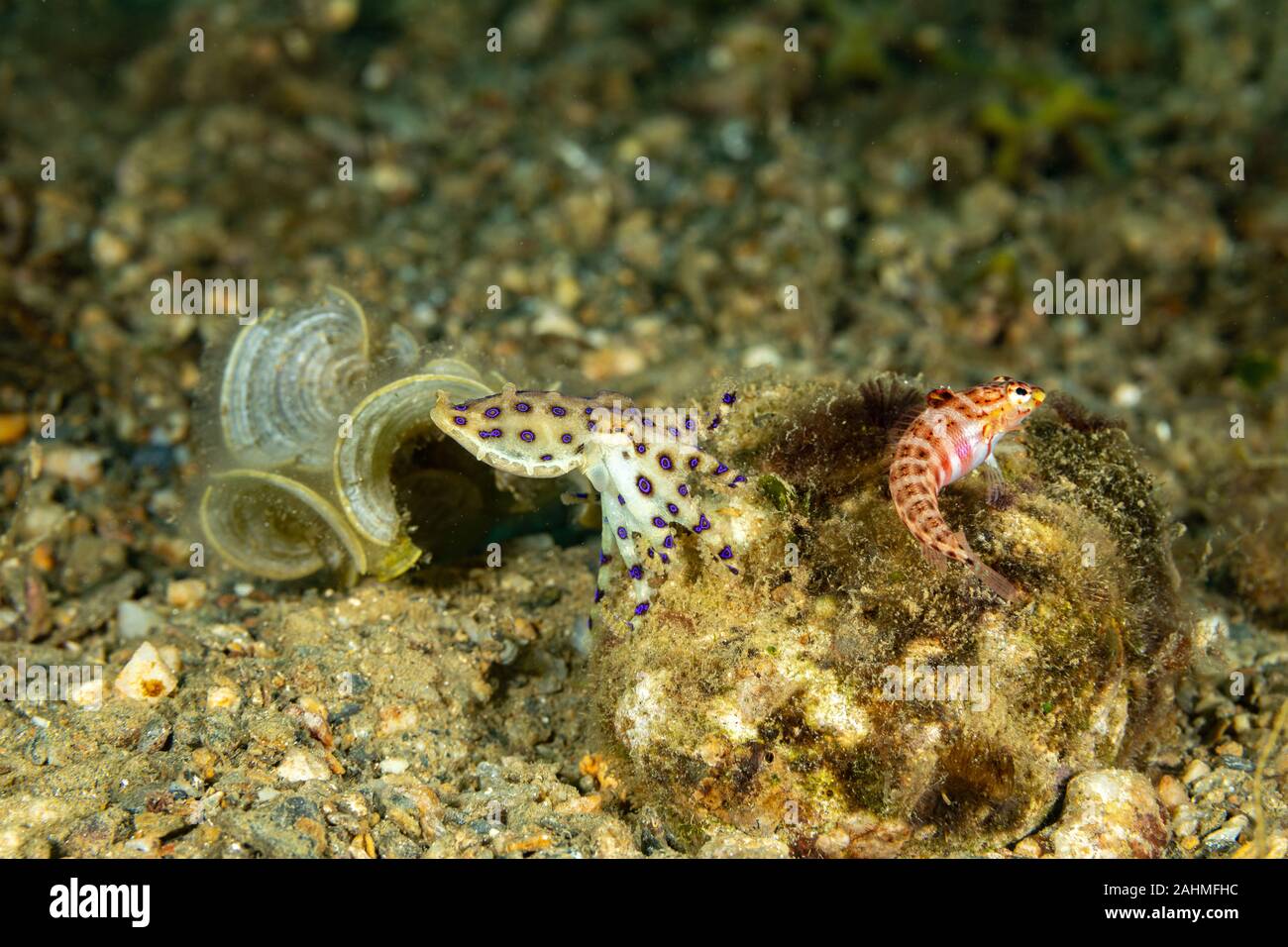 Greater blue-ringed octopus, Hapalochlaena lunulata is one of four ...