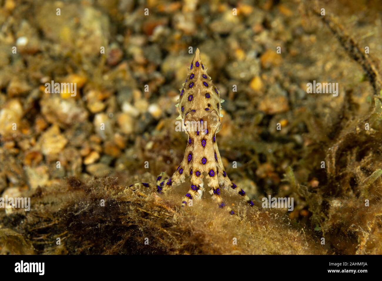 Greater blue-ringed octopus, Hapalochlaena lunulata is one of four ...