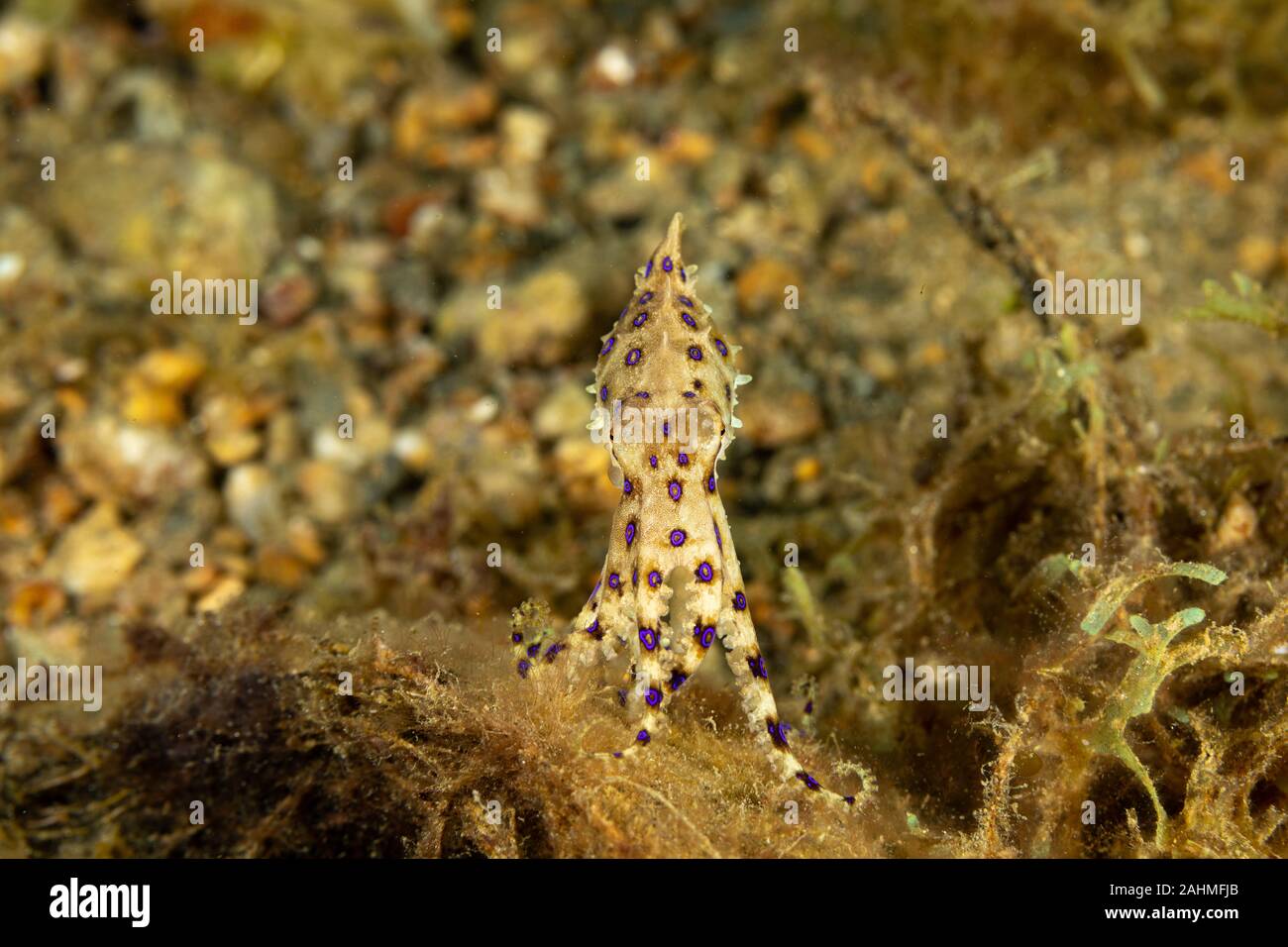 Greater blue-ringed octopus, Hapalochlaena lunulata is one of four ...