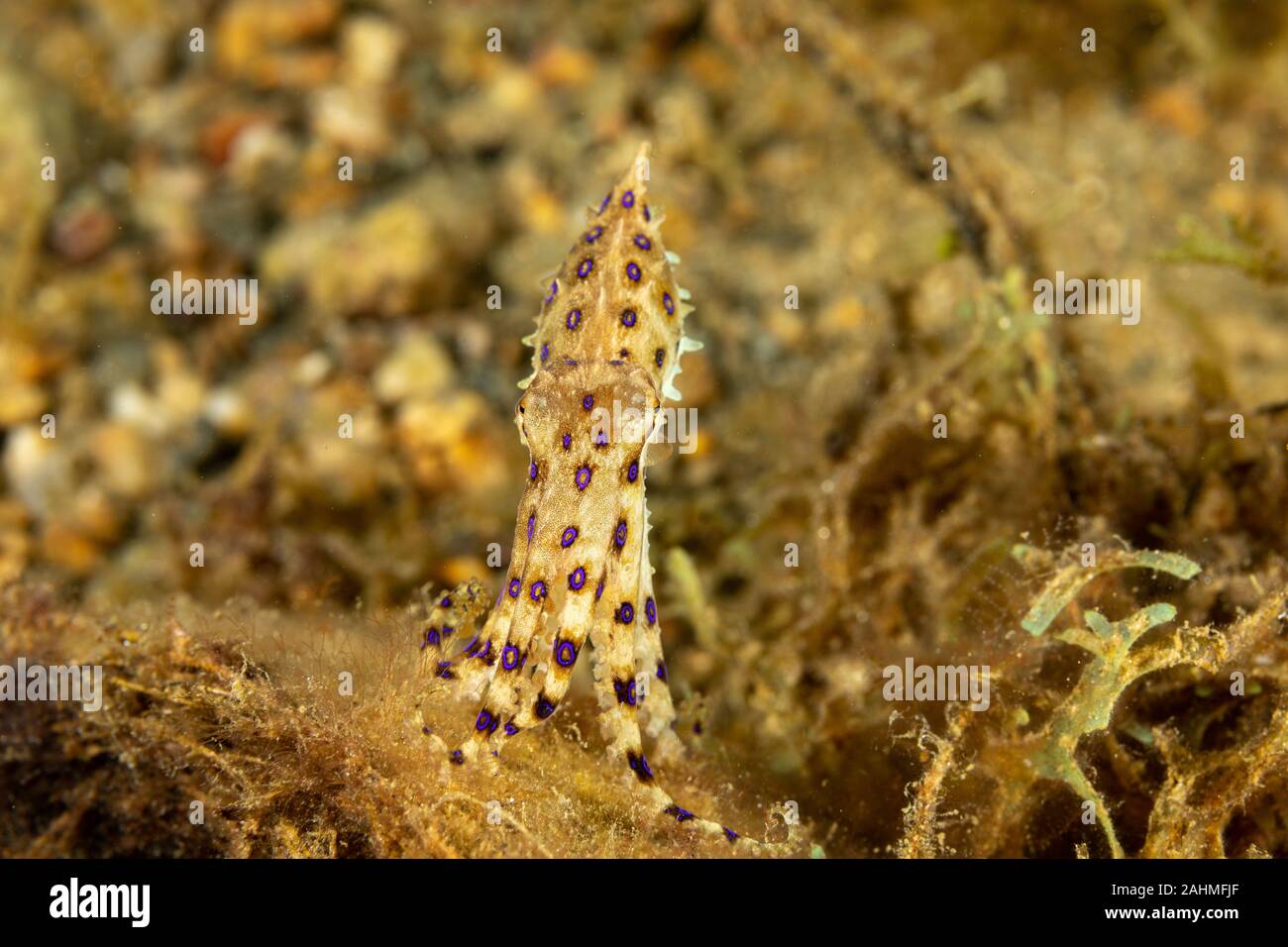 Greater blue-ringed octopus, Hapalochlaena lunulata is one of four ...