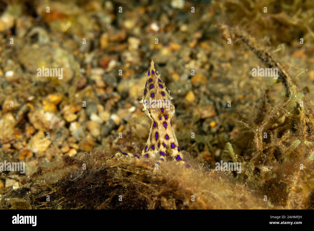 Greater blue-ringed octopus, Hapalochlaena lunulata is one of four ...
