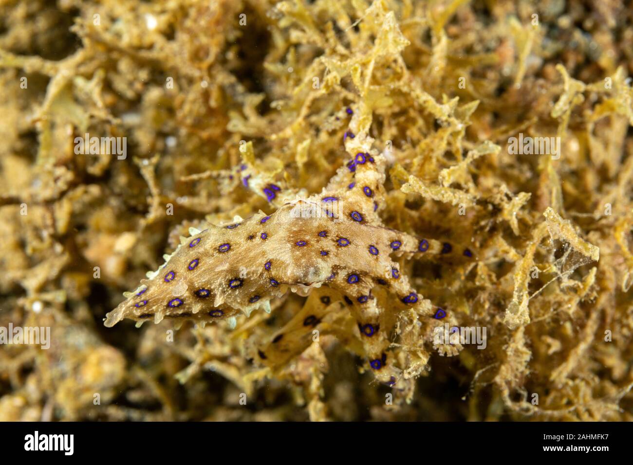 Greater blue-ringed octopus, Hapalochlaena lunulata is one of four ...