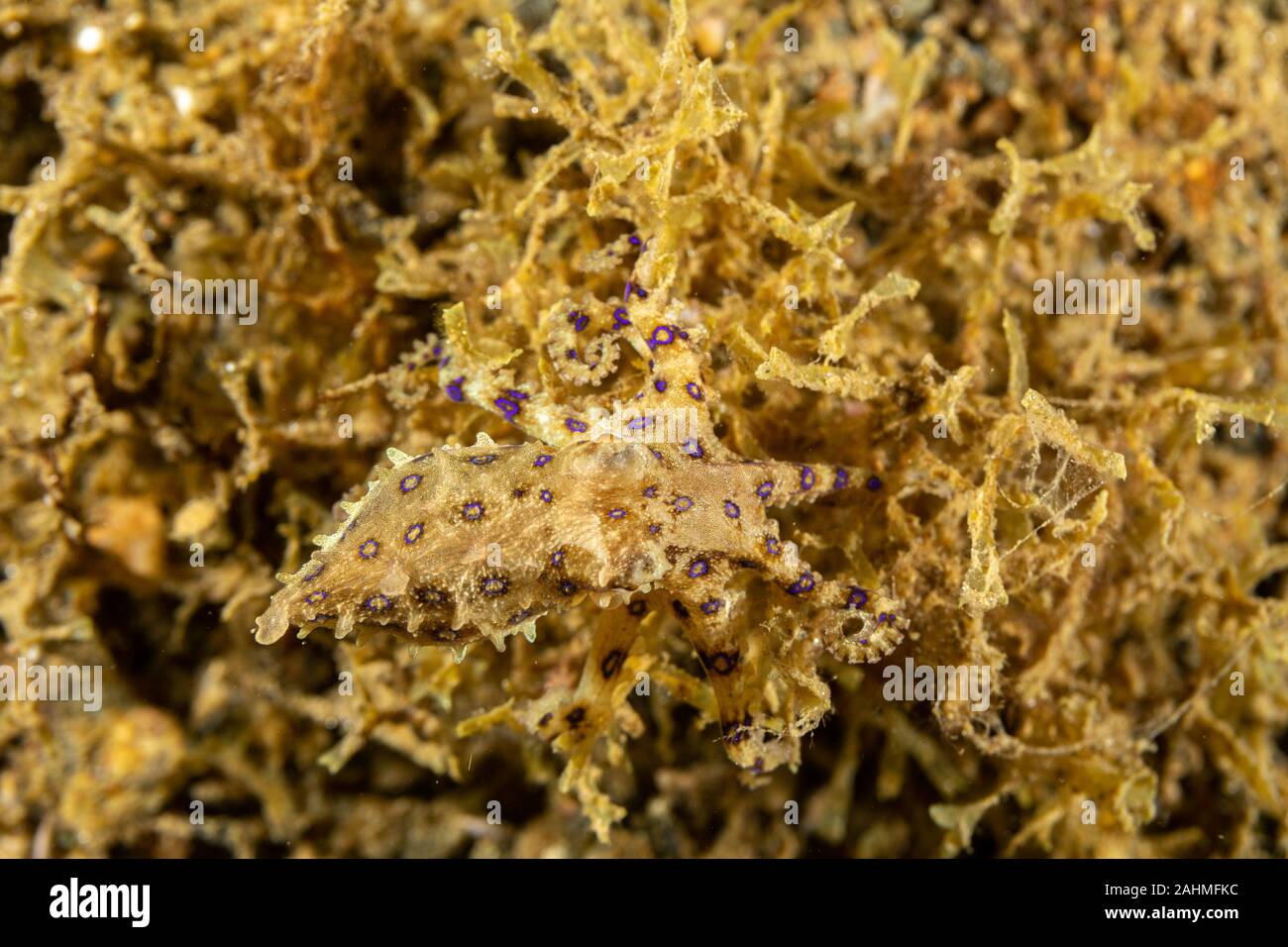 Greater blue-ringed octopus, Hapalochlaena lunulata is one of four ...