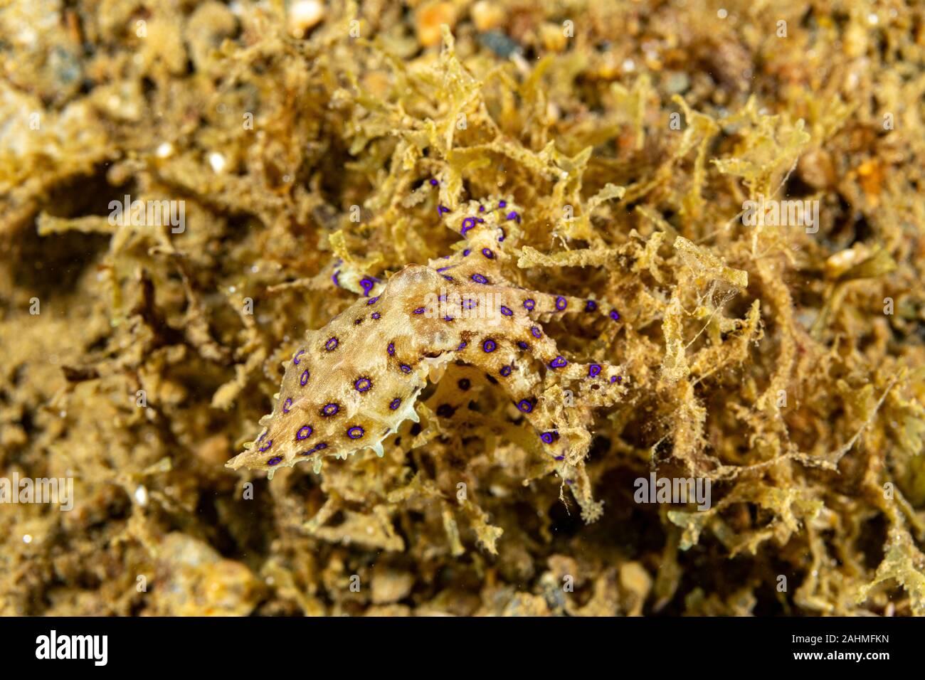 Greater blue-ringed octopus, Hapalochlaena lunulata is one of four ...