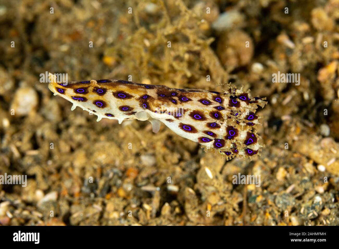 Greater blue-ringed octopus, Hapalochlaena lunulata is one of four ...