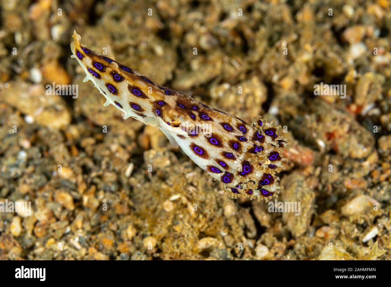 Greater blue-ringed octopus, Hapalochlaena lunulata is one of four ...