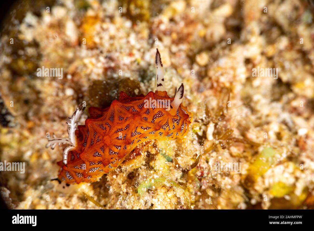 Discodorid nudibranch hi-res stock photography and images - Alamy