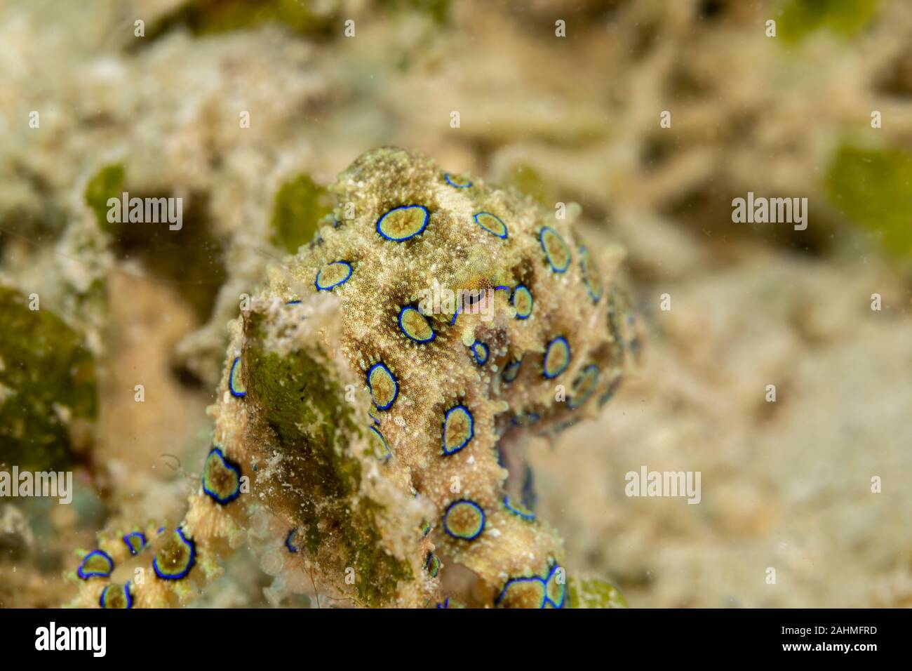 Greater blue-ringed octopus, Hapalochlaena lunulata is one of four ...