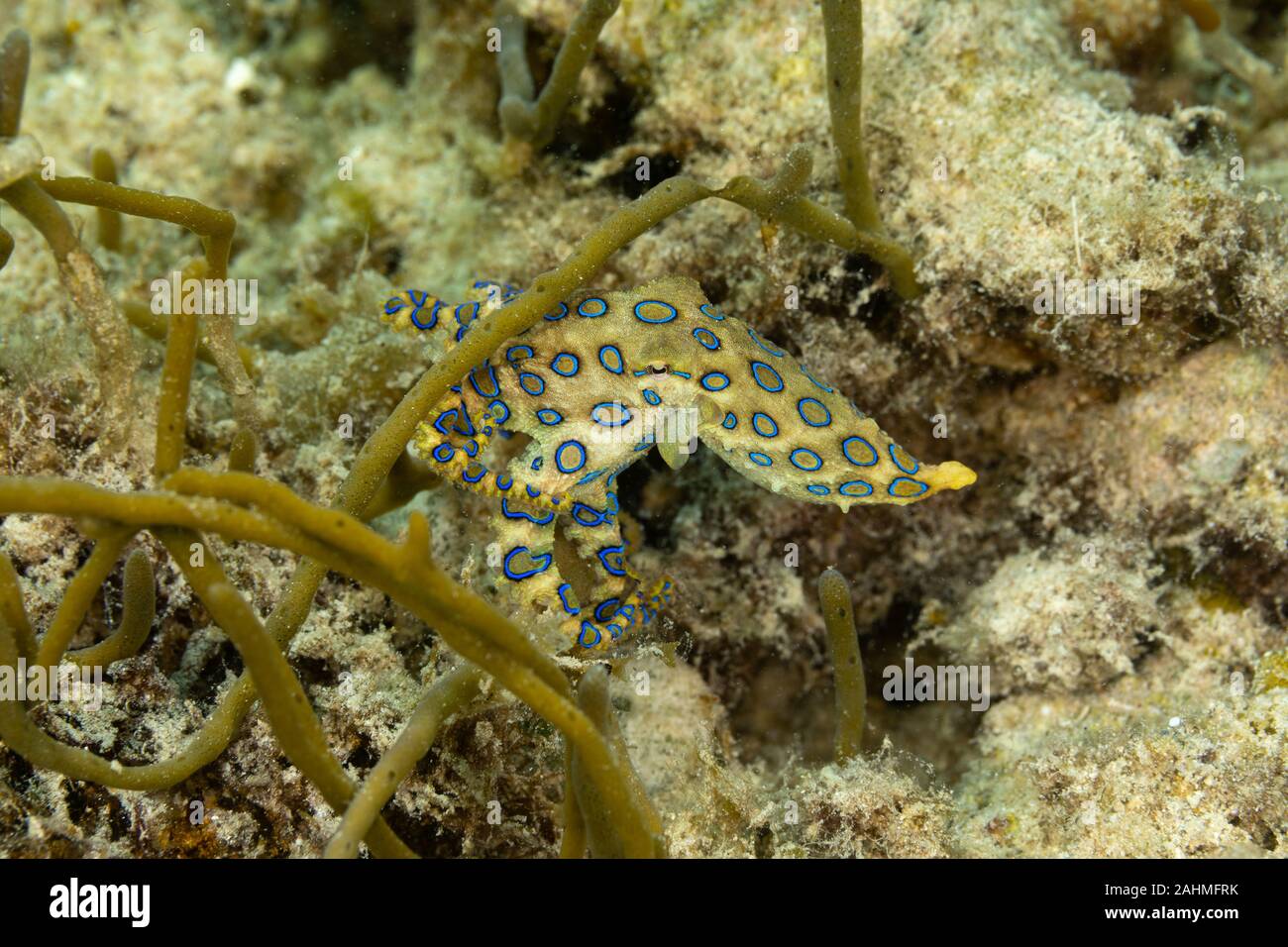 Greater blue-ringed octopus, Hapalochlaena lunulata is one of four ...