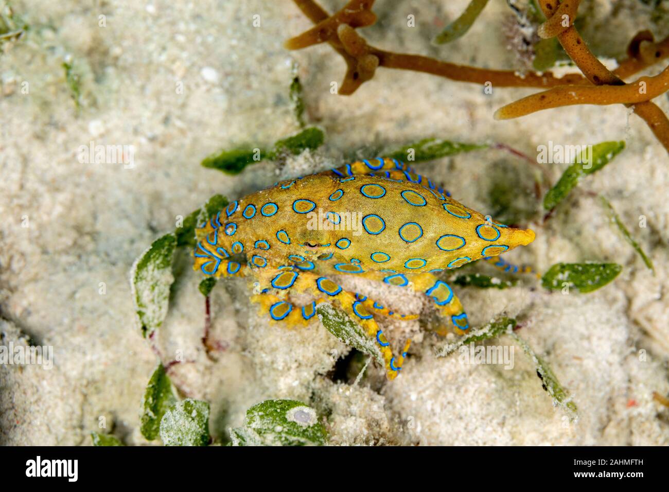 Greater blue-ringed octopus, Hapalochlaena lunulata is one of four ...