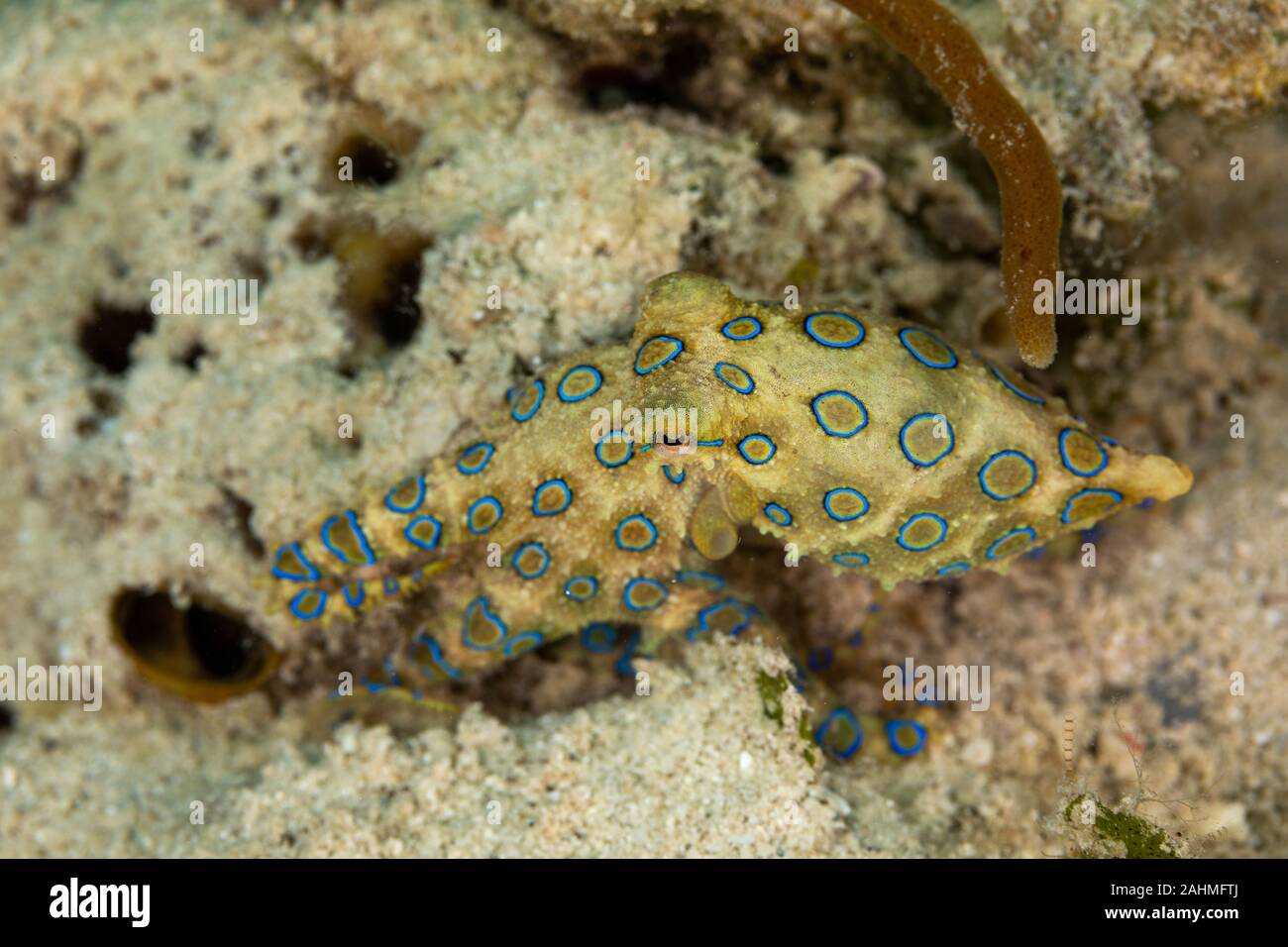 Greater blue-ringed octopus, Hapalochlaena lunulata is one of four ...