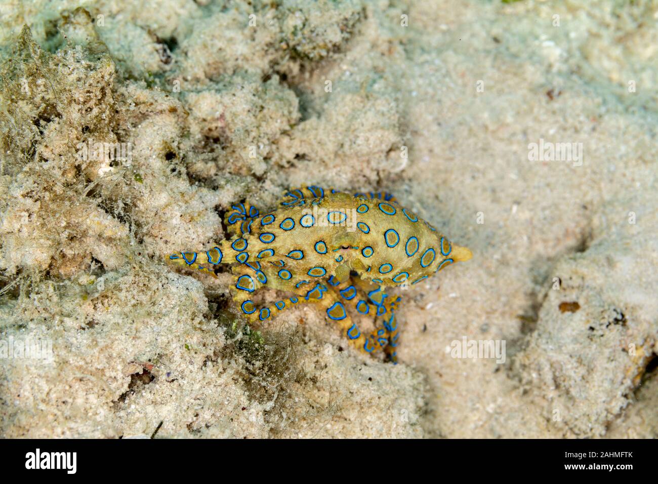 Greater blue-ringed octopus, Hapalochlaena lunulata is one of four ...