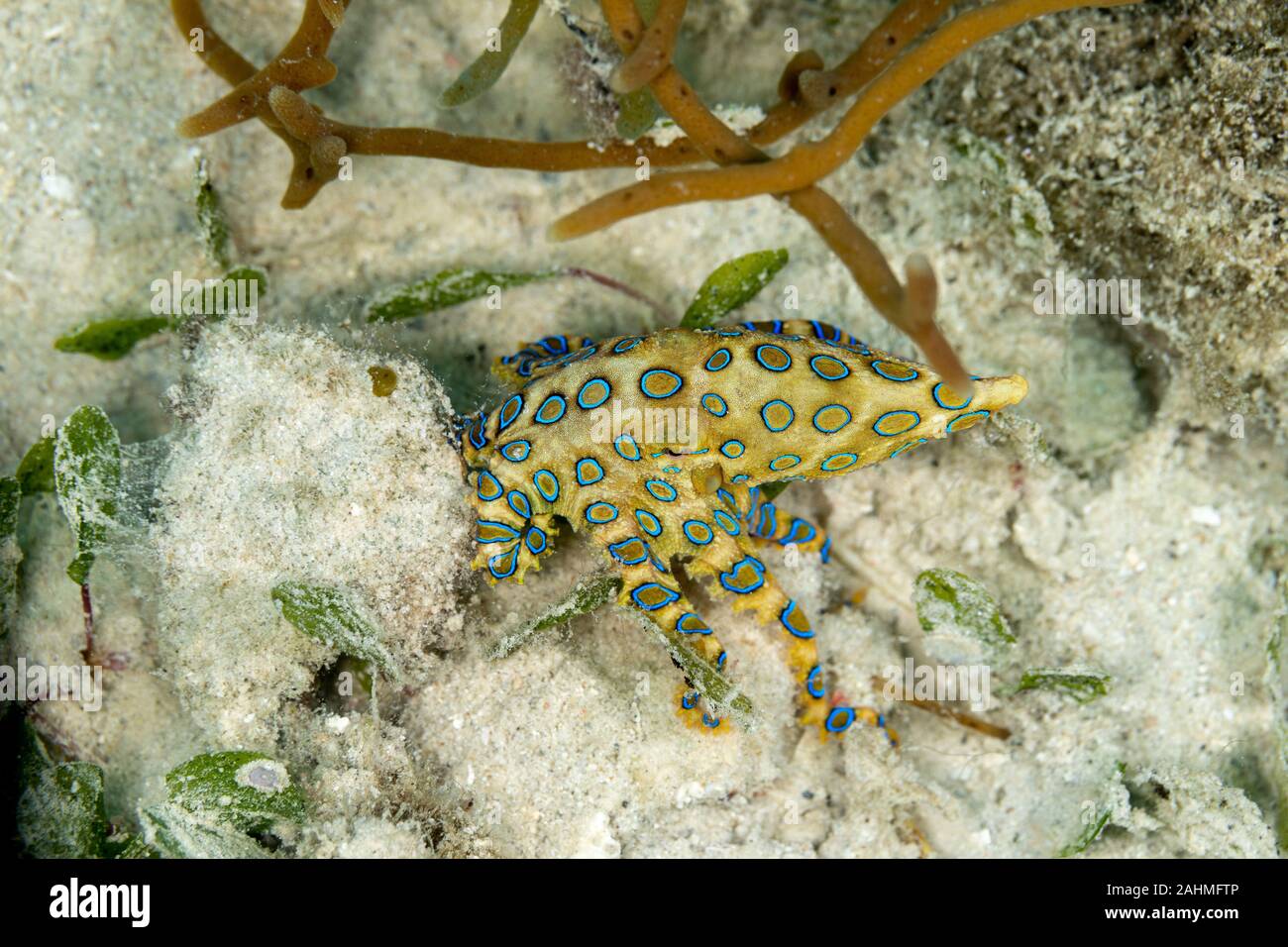 Greater blue-ringed octopus, Hapalochlaena lunulata is one of four ...