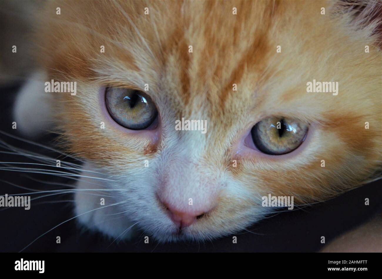 Red baby cat hi-res stock photography and images - Alamy