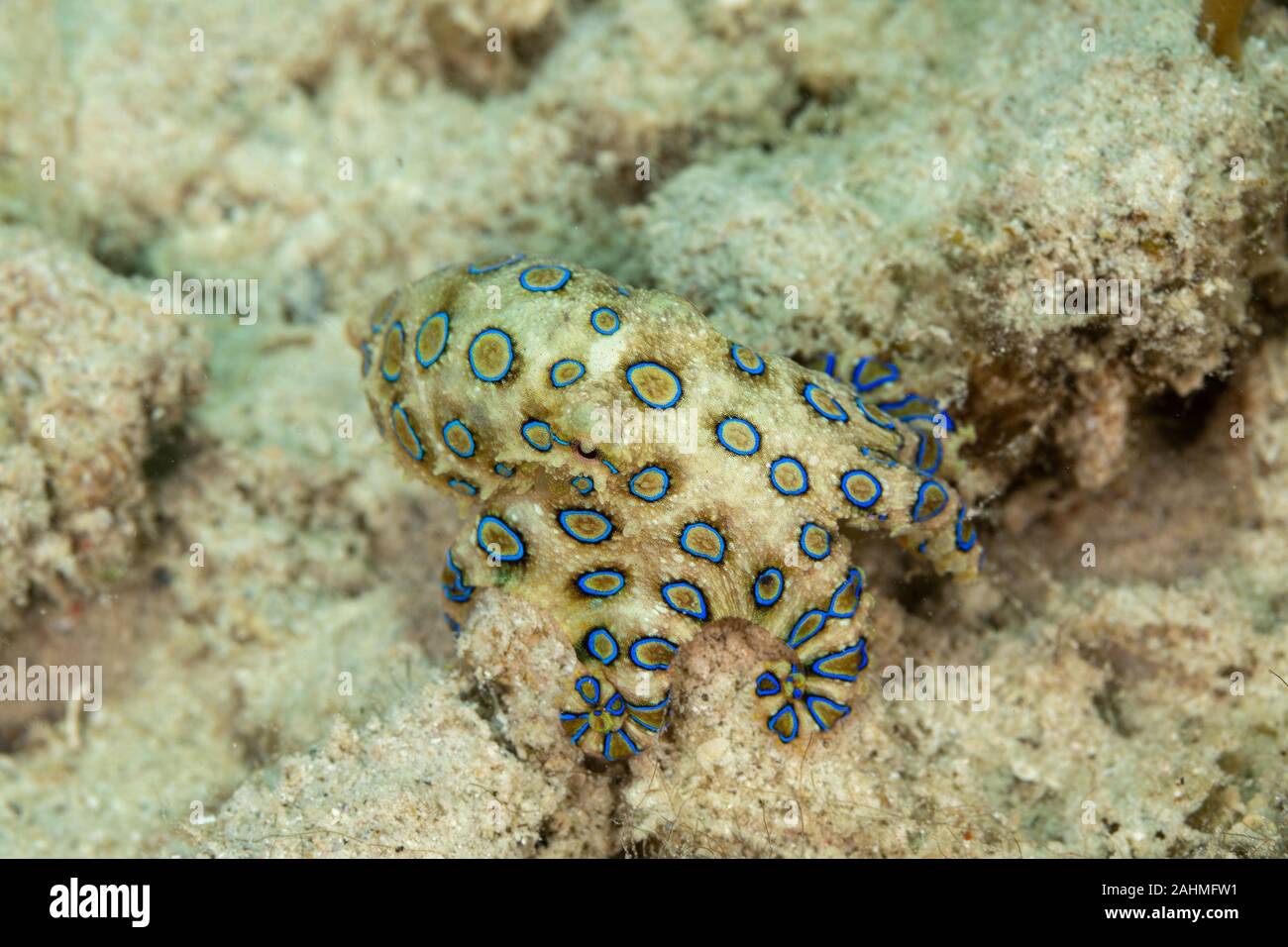 Greater blue-ringed octopus, Hapalochlaena lunulata is one of four ...