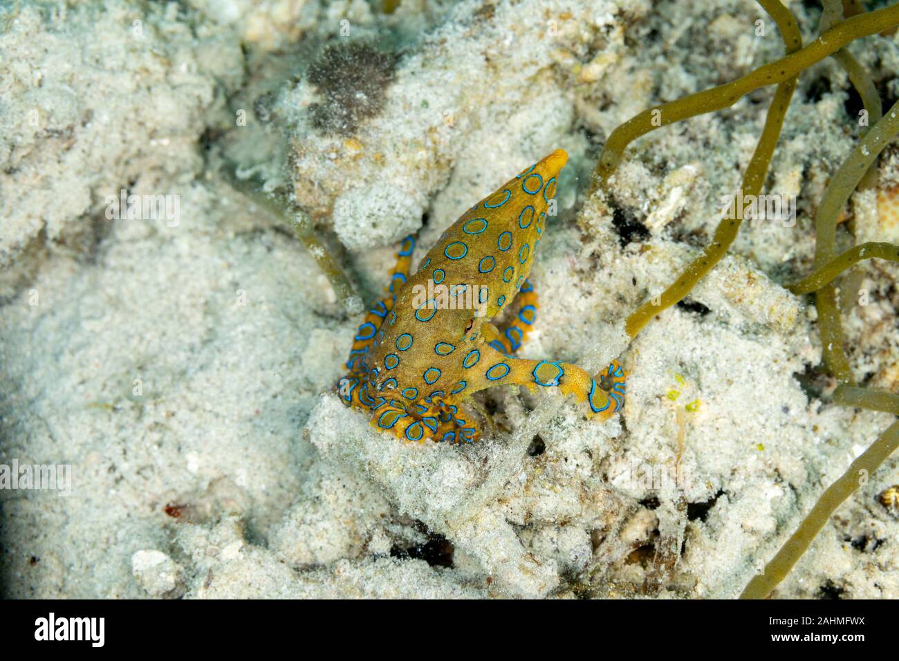 Greater blue-ringed octopus, Hapalochlaena lunulata is one of four ...