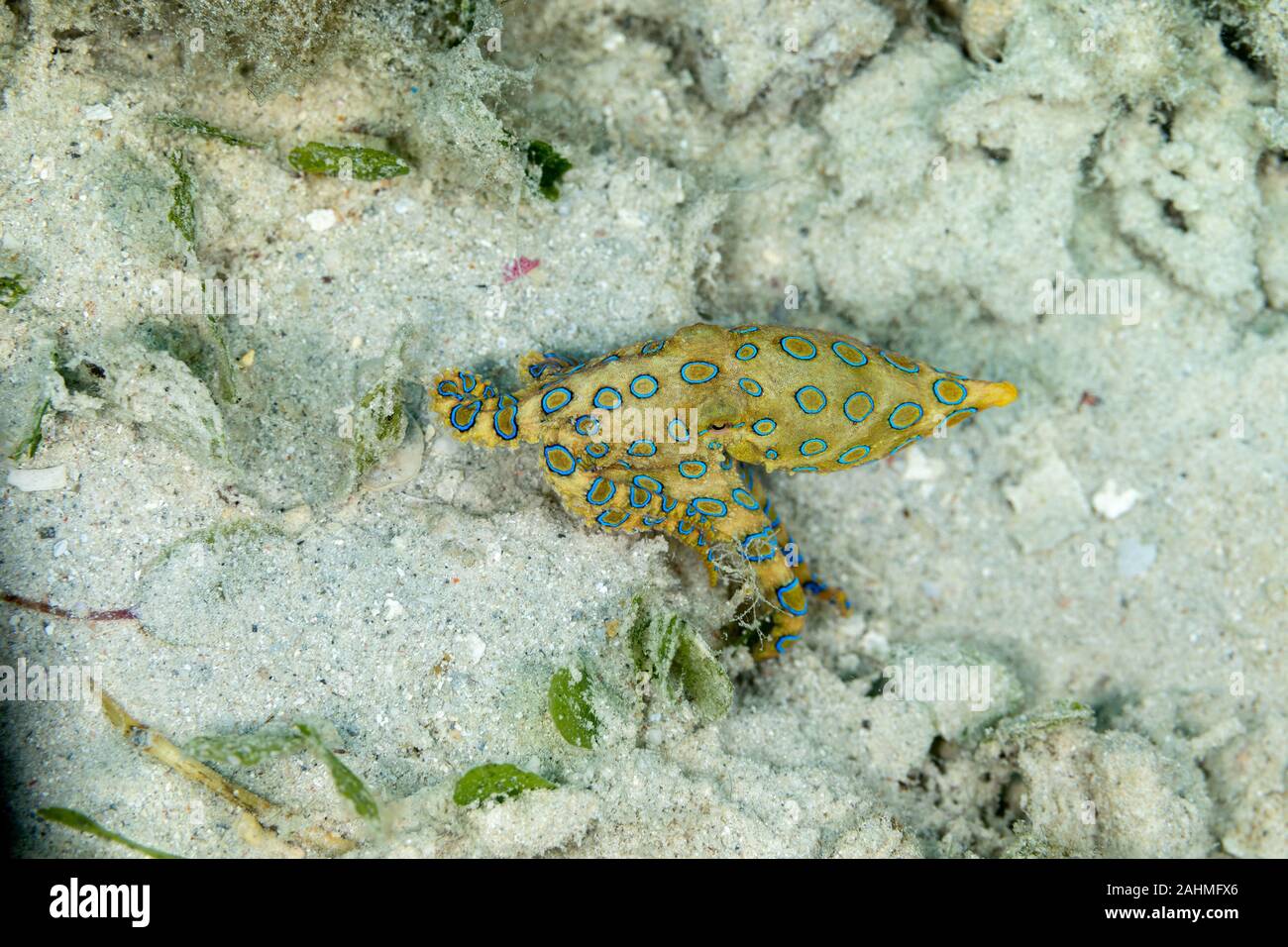 Greater blue-ringed octopus, Hapalochlaena lunulata is one of four ...