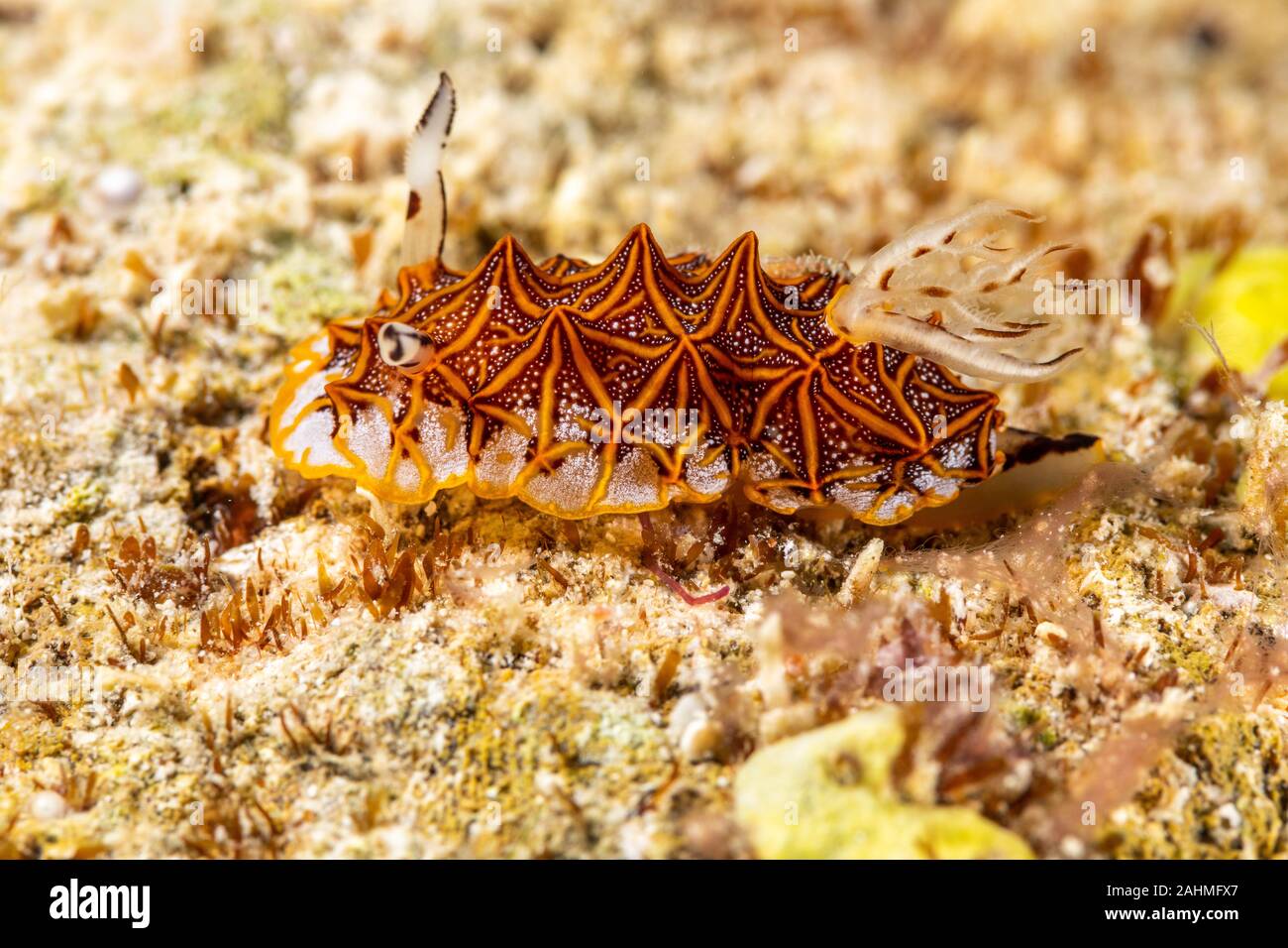 Discodorid nudibranch hi-res stock photography and images - Alamy