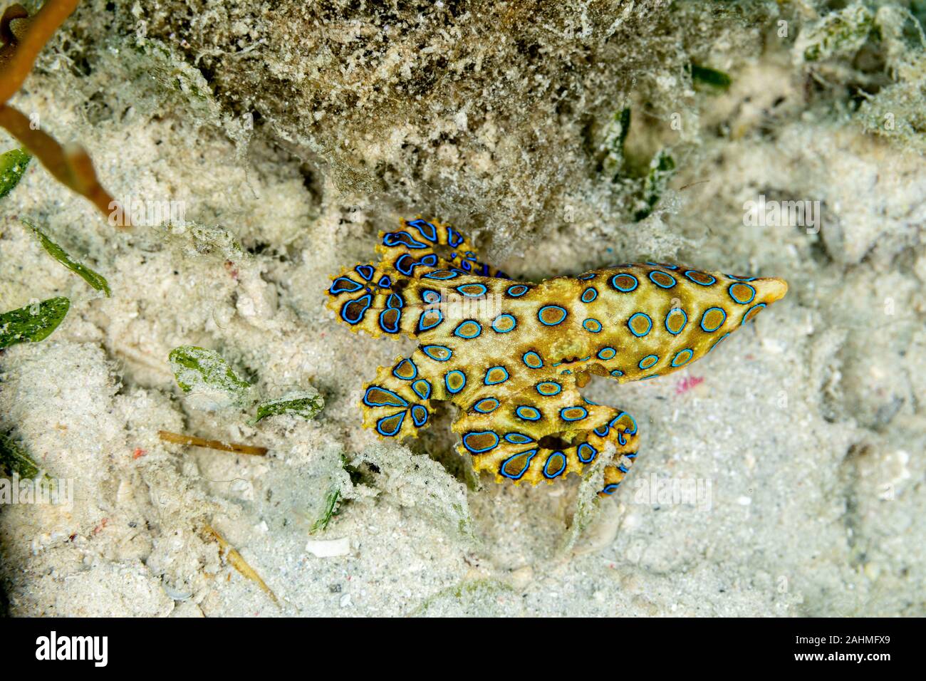 Greater blue-ringed octopus, Hapalochlaena lunulata is one of four ...