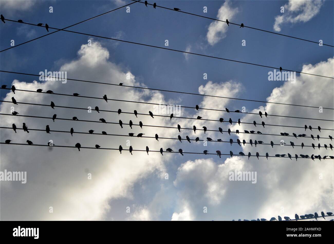 colourful birds sitting on the Energy lines and wires Stock Photo - Alamy