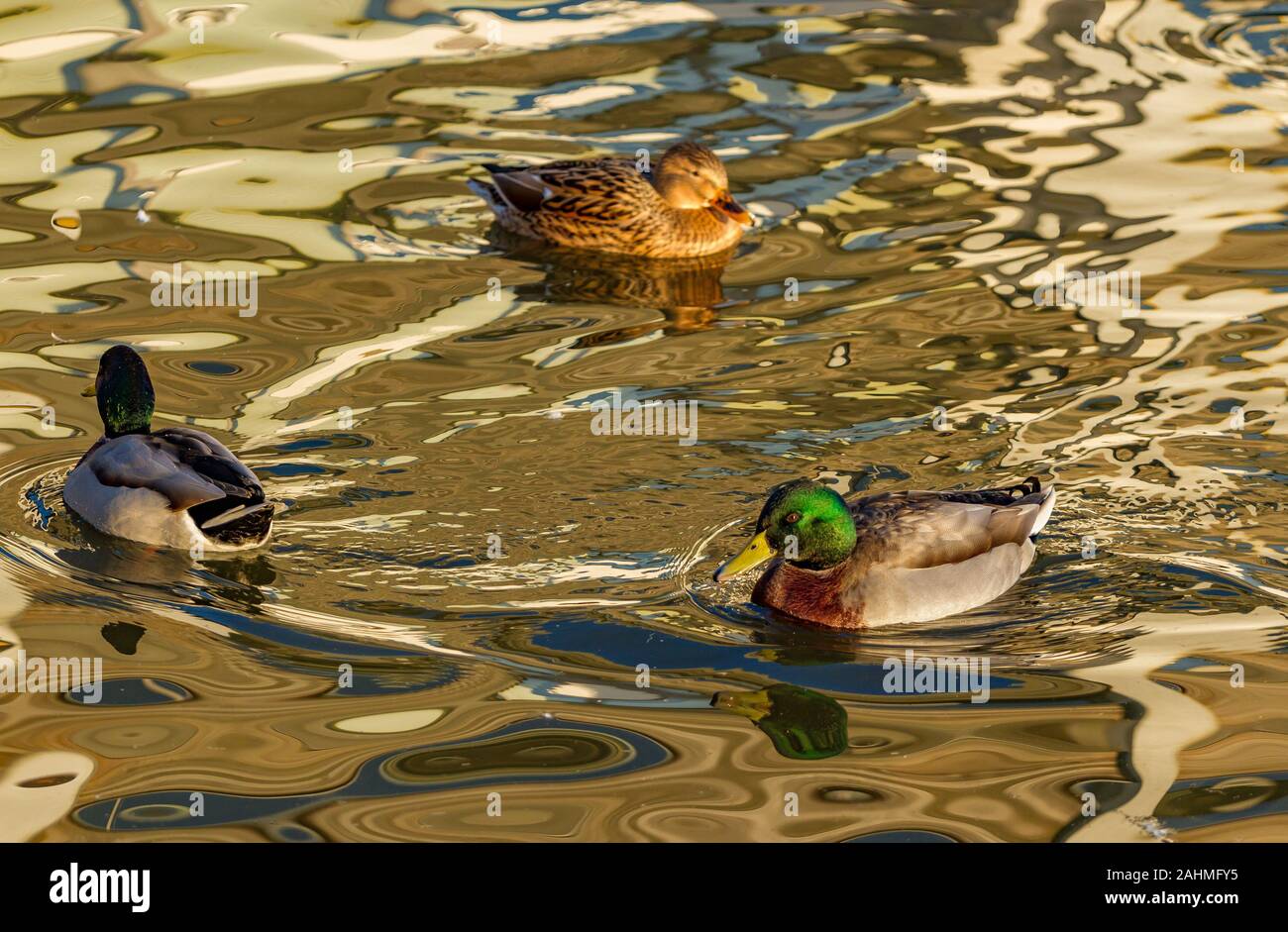 Trio of Mallards at WWT, Slimbridge Stock Photo - Alamy