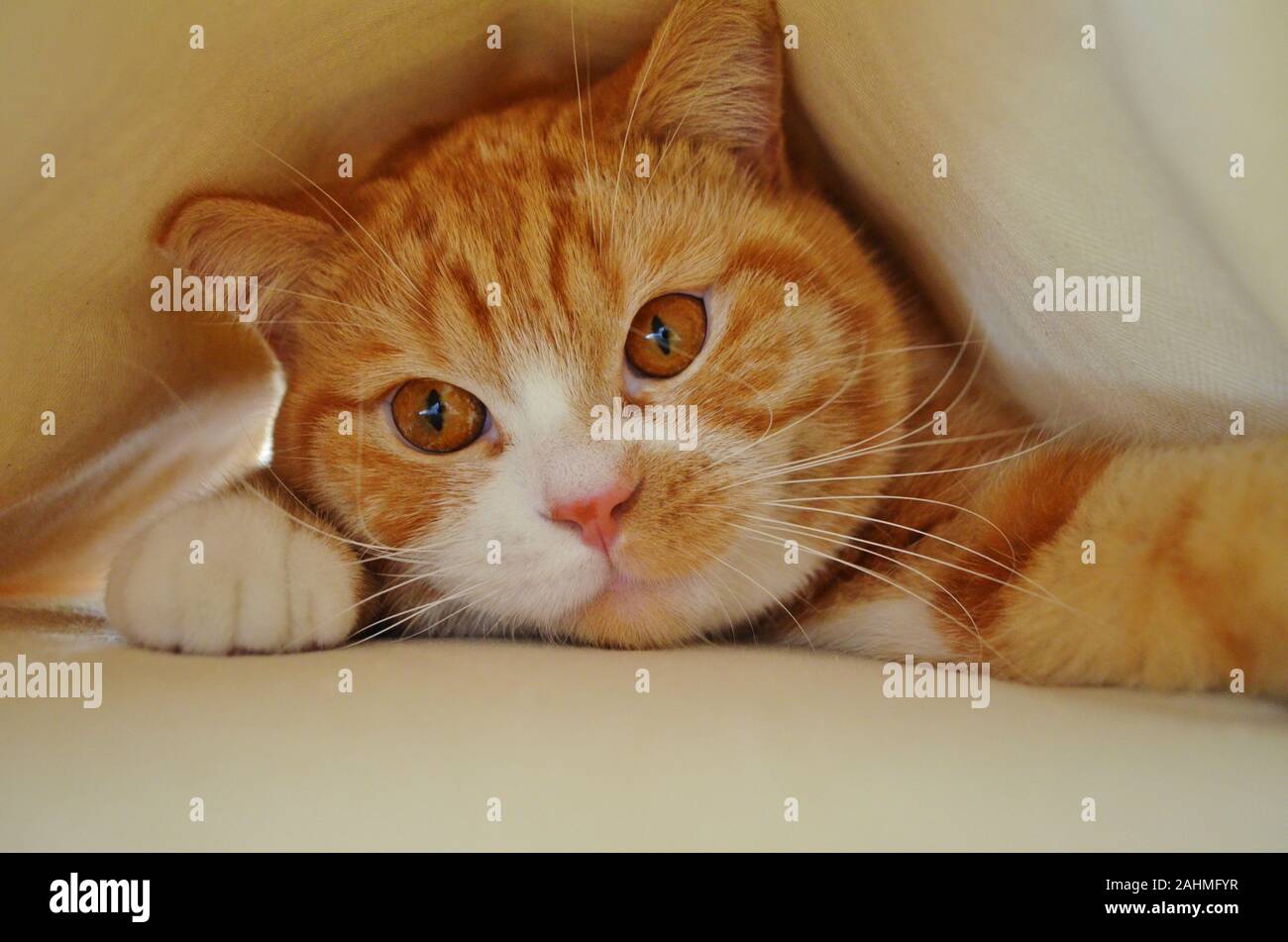 British breed cat in red hi-res stock photography and images - Alamy