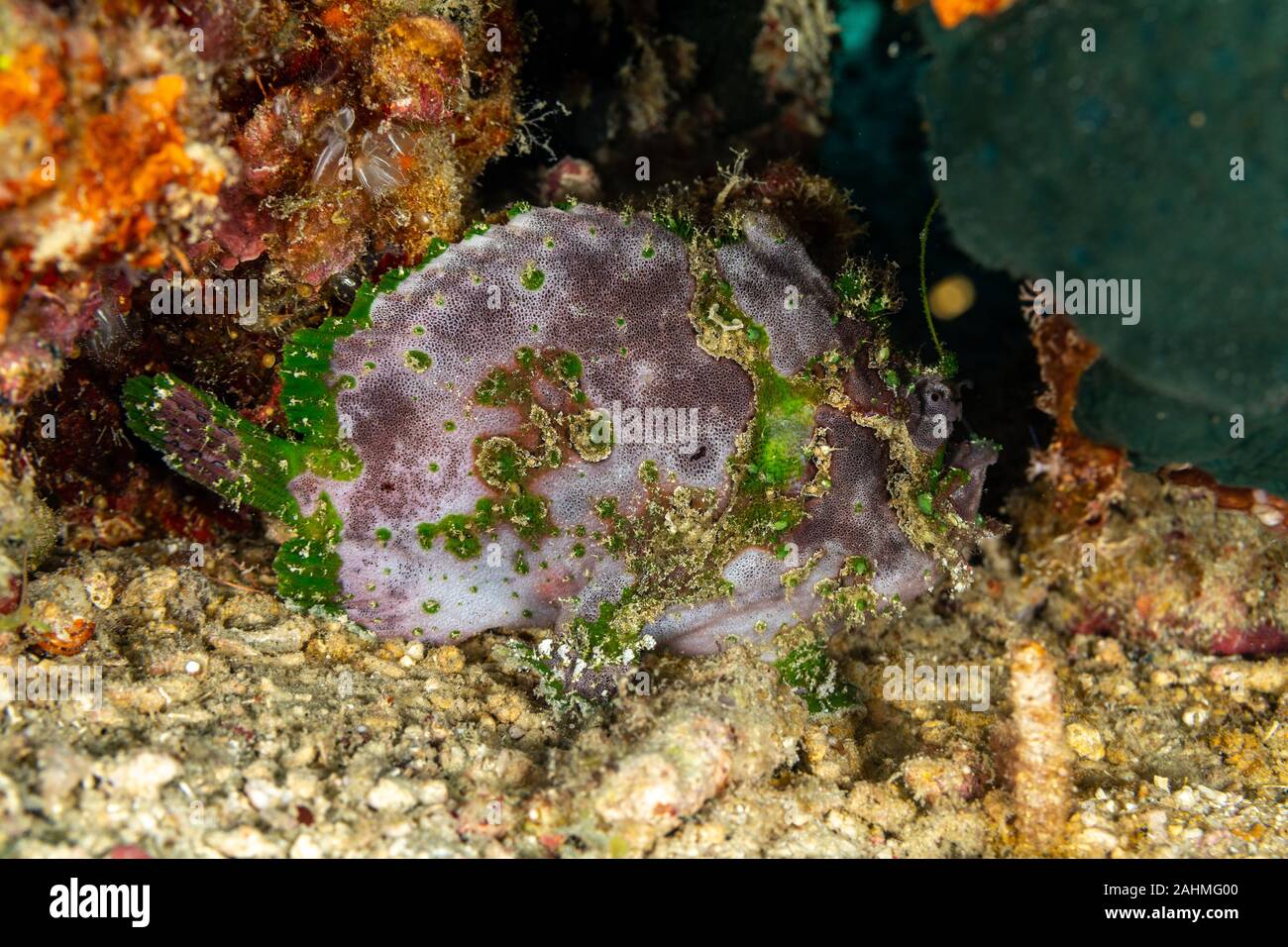 Grey Frogfish member of the anglerfish family Antennariidae, of the ...