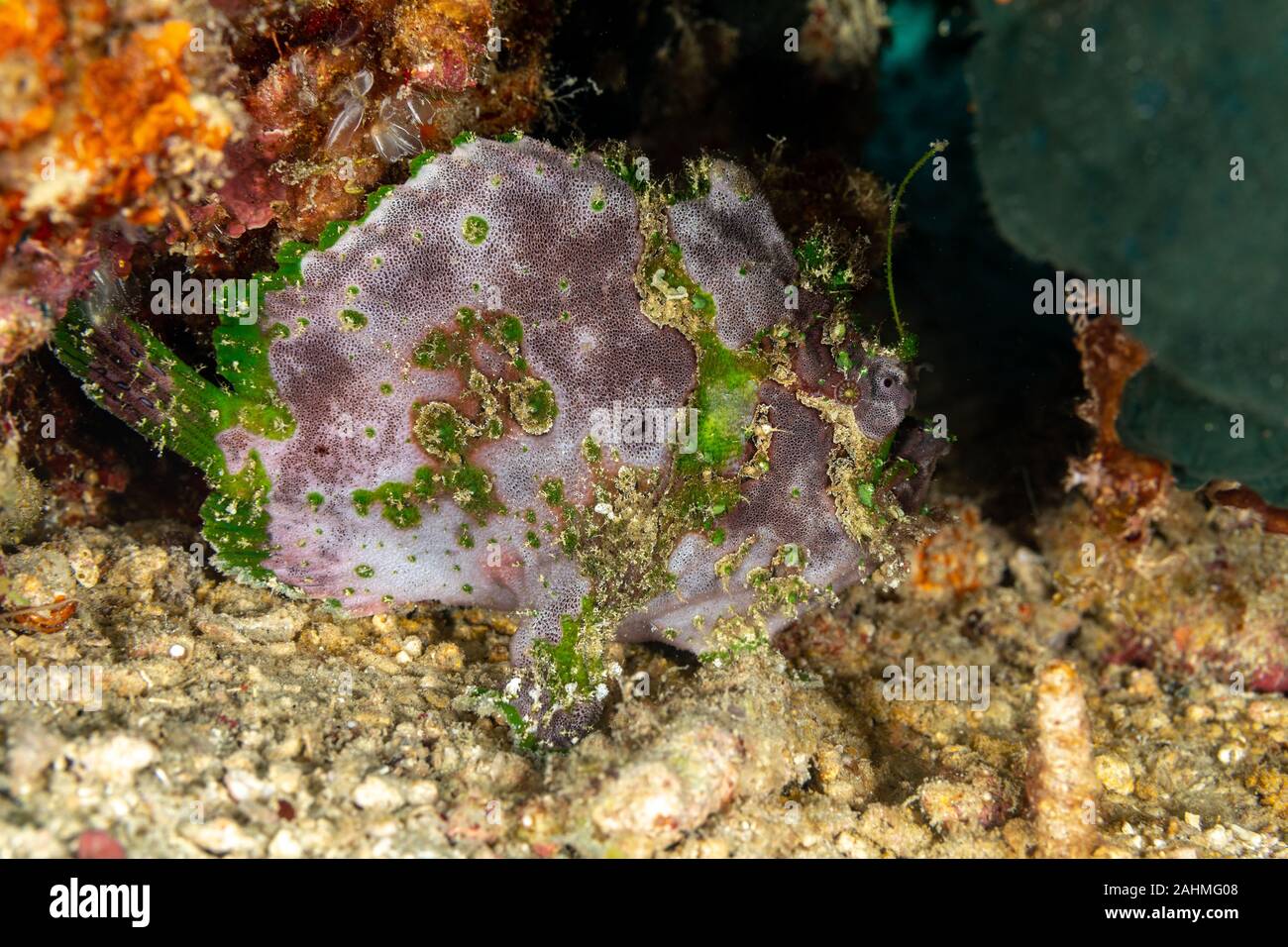 Grey Frogfish member of the anglerfish family Antennariidae, of the ...