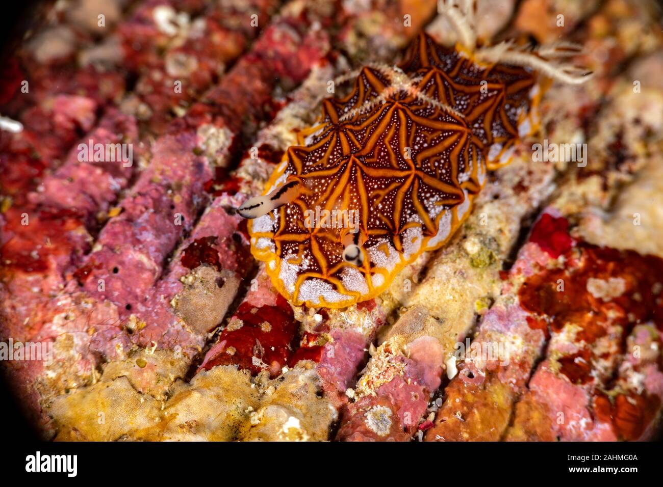 Tessellated halgerda, Halgerda tessellata, is a species of sea slug, a ...