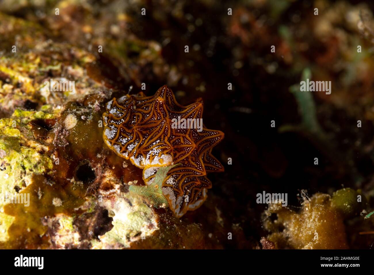 Tessellated halgerda, Halgerda tessellata, is a species of sea slug, a ...