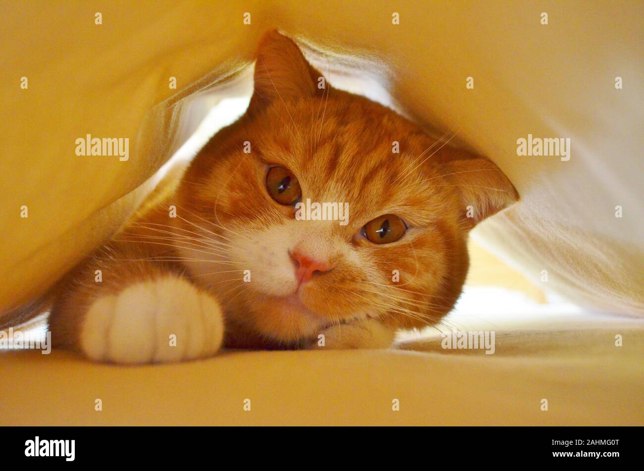 red / yellow / orange cat in close up Stock Photo - Alamy
