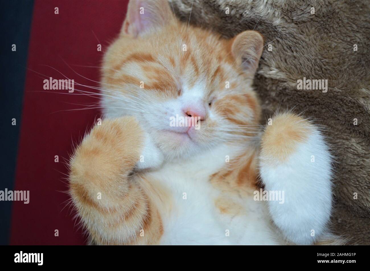 Orange and white striped kittens hi-res stock photography and images ...