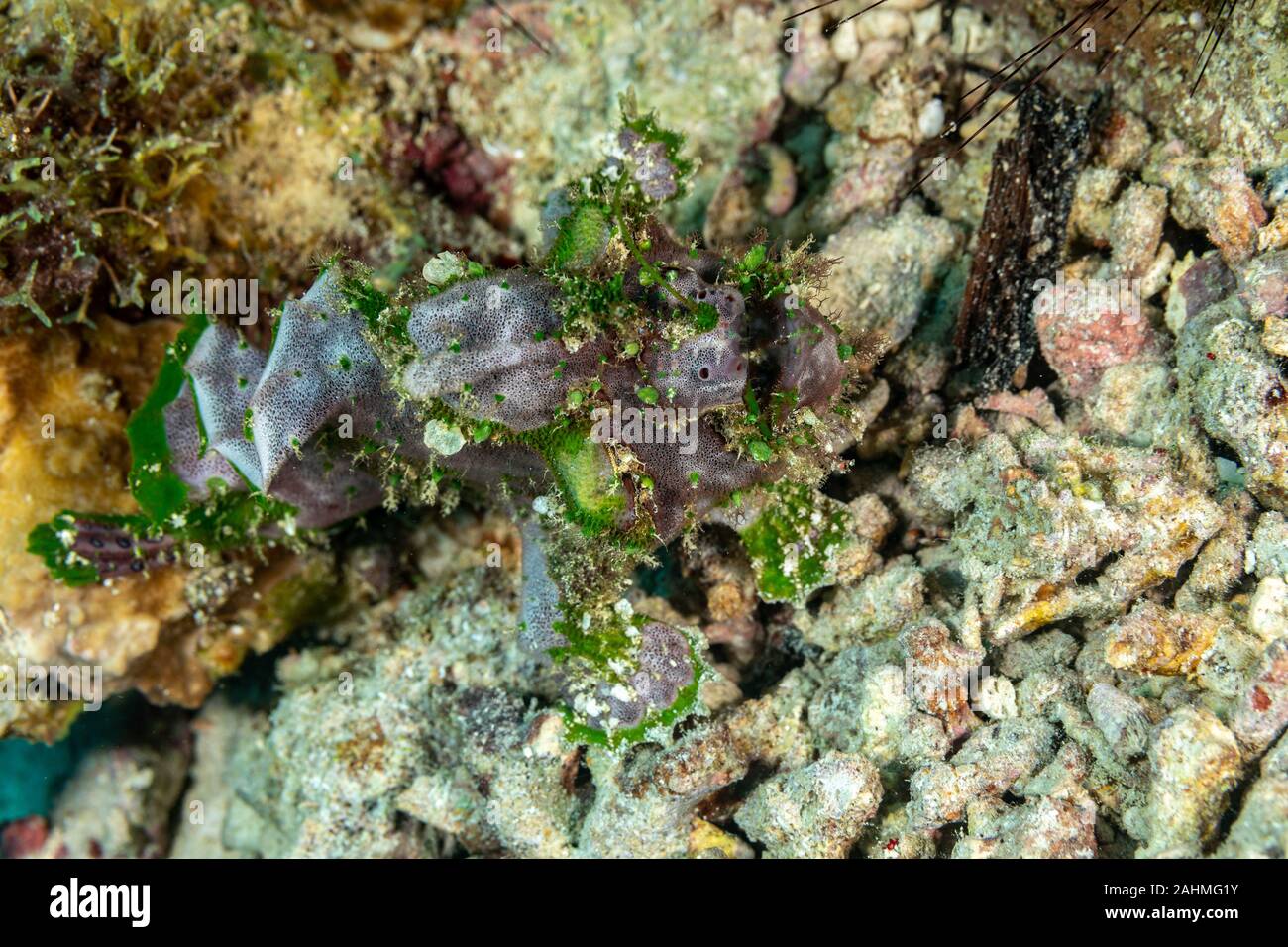 Grey Frogfish member of the anglerfish family Antennariidae, of the ...
