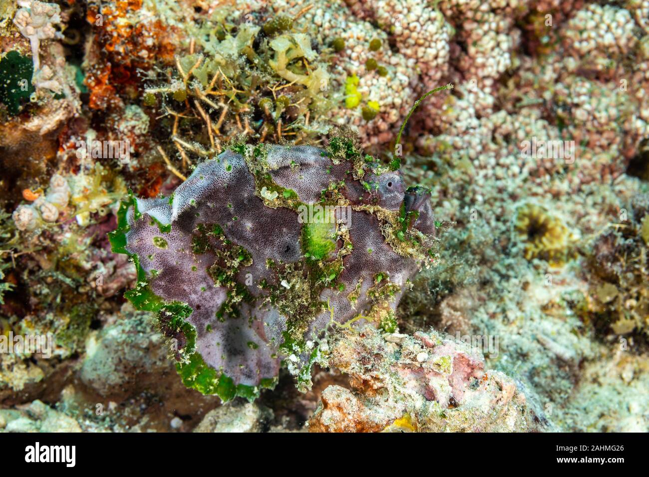 Grey Frogfish member of the anglerfish family Antennariidae, of the ...