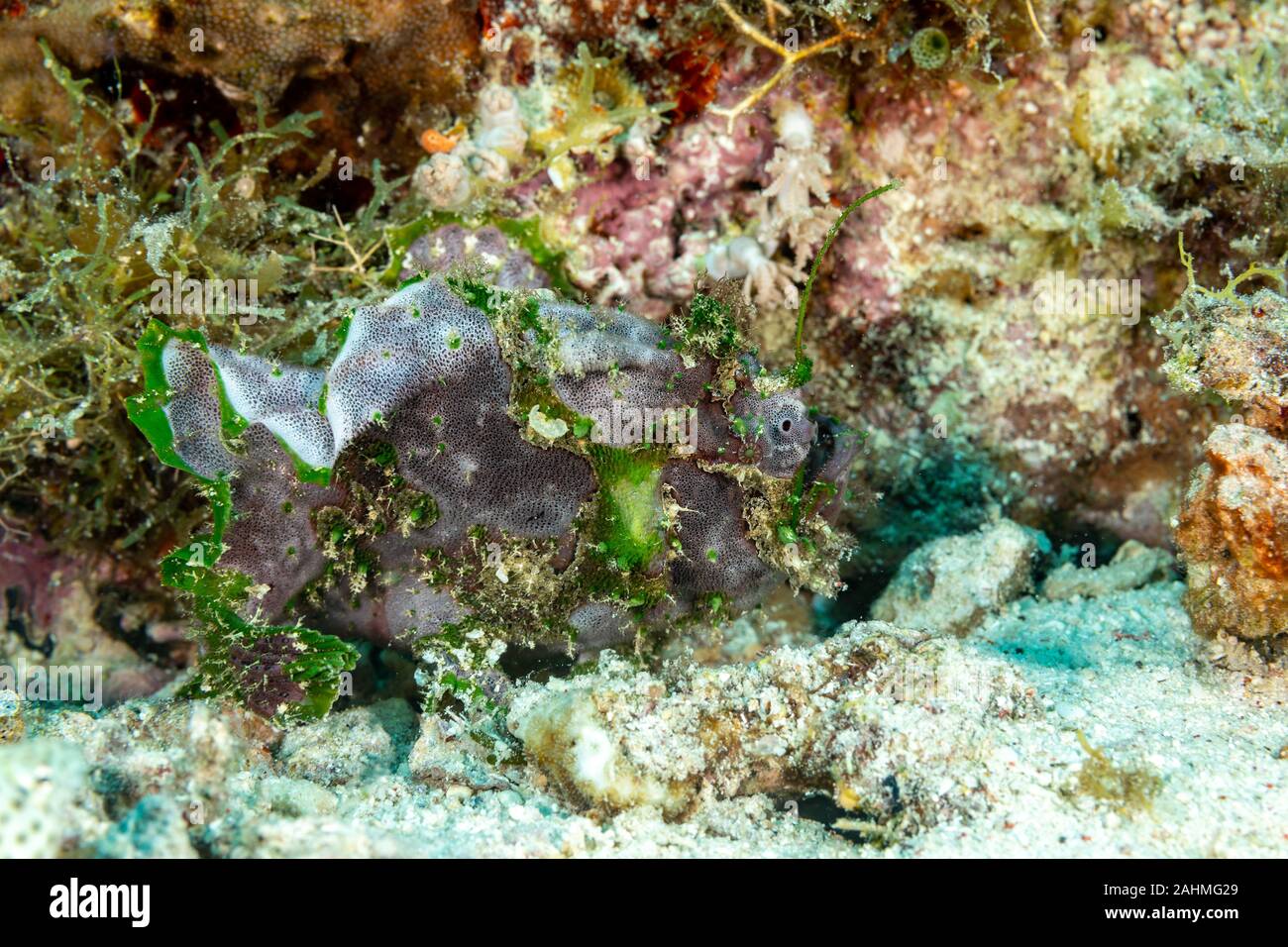 Grey Frogfish member of the anglerfish family Antennariidae, of the ...