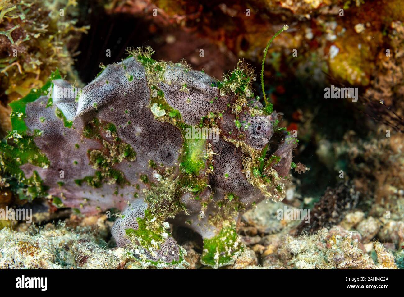 Grey Frogfish member of the anglerfish family Antennariidae, of the ...